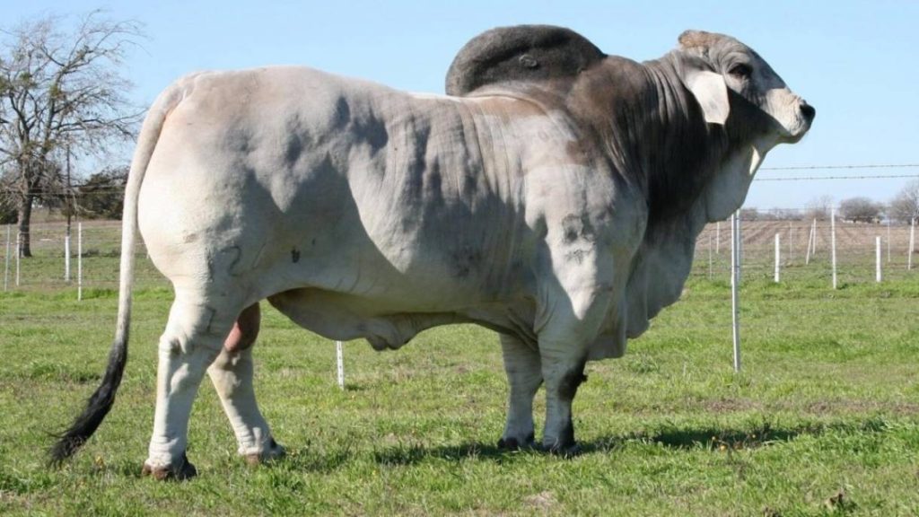 Ketahui Jenis Sapi Termahal di Indonesia - Teropong Media