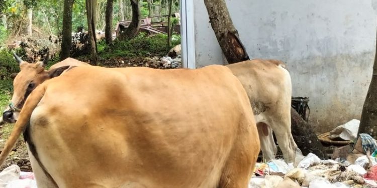 Serangga Jadi Media Penular Penyakit LSD pada Sapi