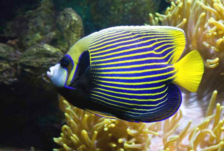 Emperor Angelfish Ikan Bali Inspirasi Film The Little Mermaid ...