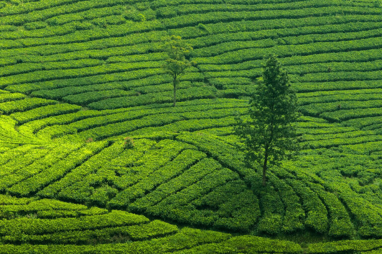 Informasi Lengkap Kebun Teh Puncak Bogor, Jangan Ketinggalan ...