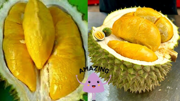Durian Duri Hitam Vs Durian Musang King, Favoritmu yang Mana? - Teropong Media