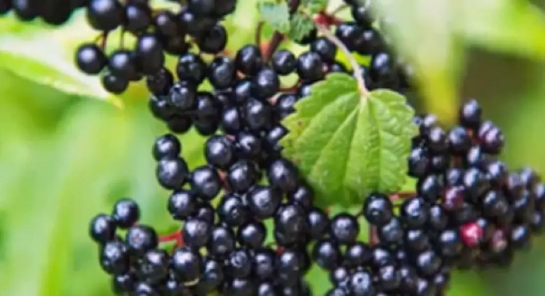 Rame Lagi Kasus Jessica Wongso, Sianida Ternyata Ada dalam 4 Jenis Buah ...