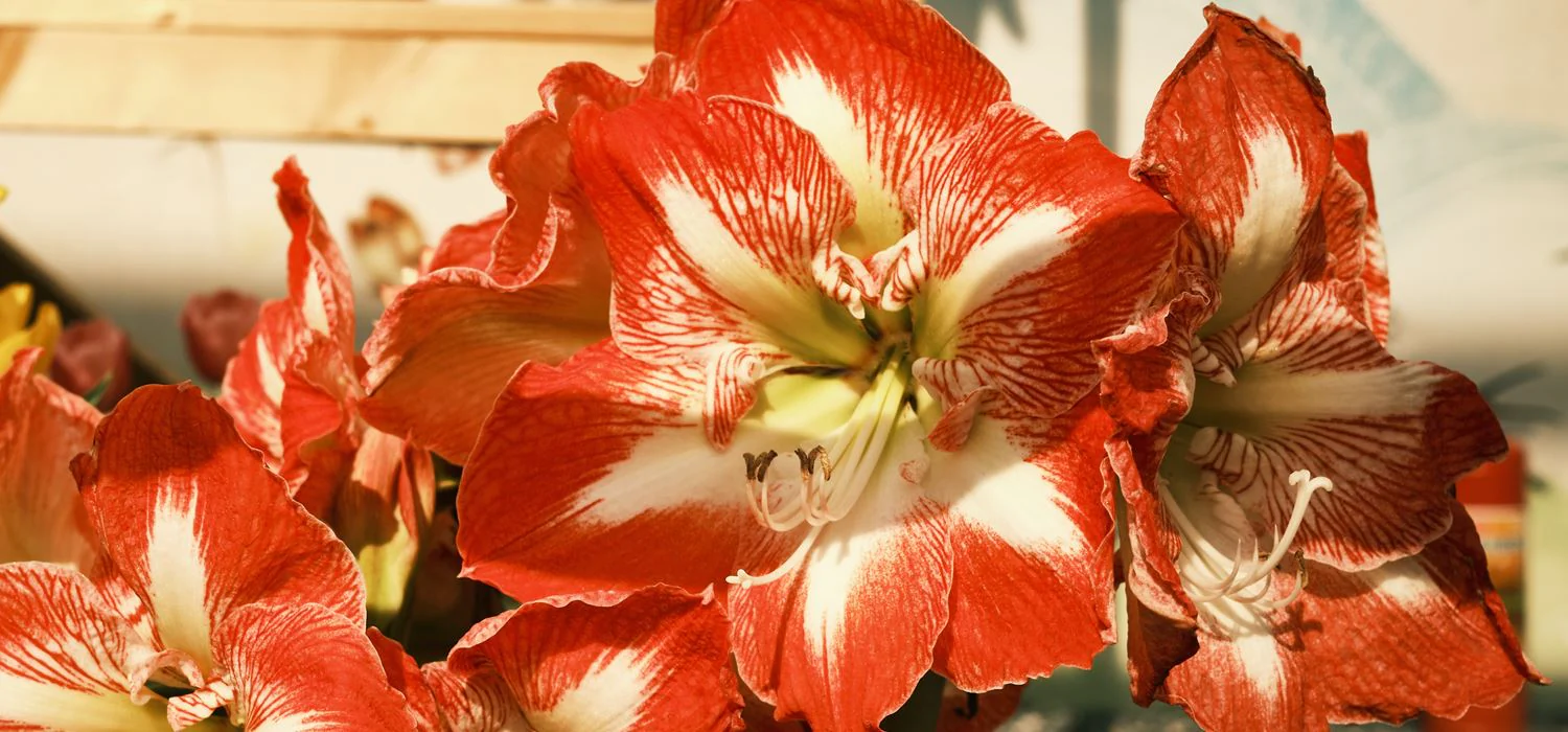 Bunga-bunga Ini Ternyata Cocok Untuk Hiasan Perayaan Natal - Teropong Media