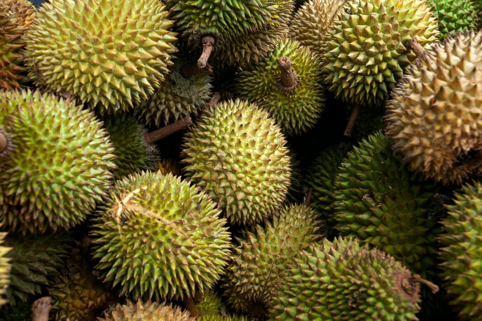 4 Jenis Durian Indonesai dan Ikuti Cara Budidayanya