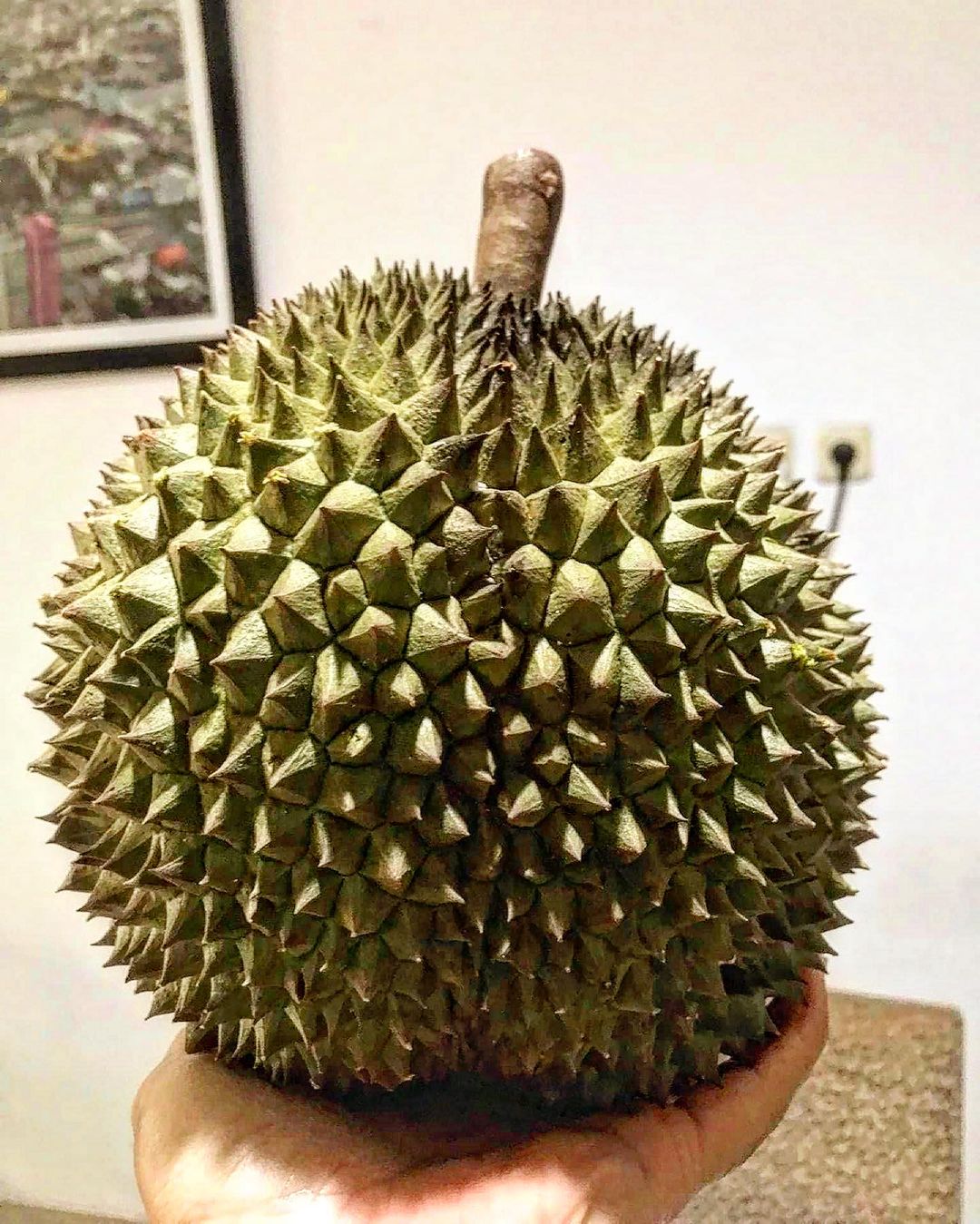 Ciri Durian Duri Hitam Yang Tidak Dimiliki Durian Lain - Teropong Media
