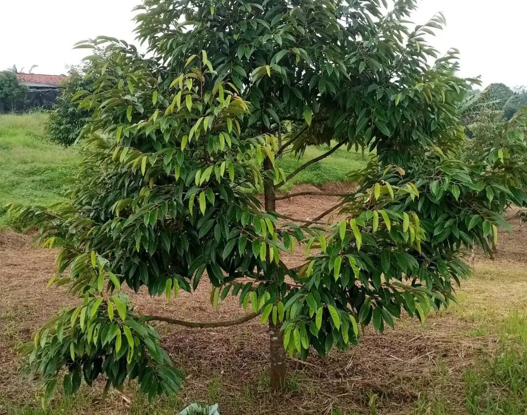 Cara Menanam 'Rajanya Buah' Durian Duri Hitam - Teropong Media