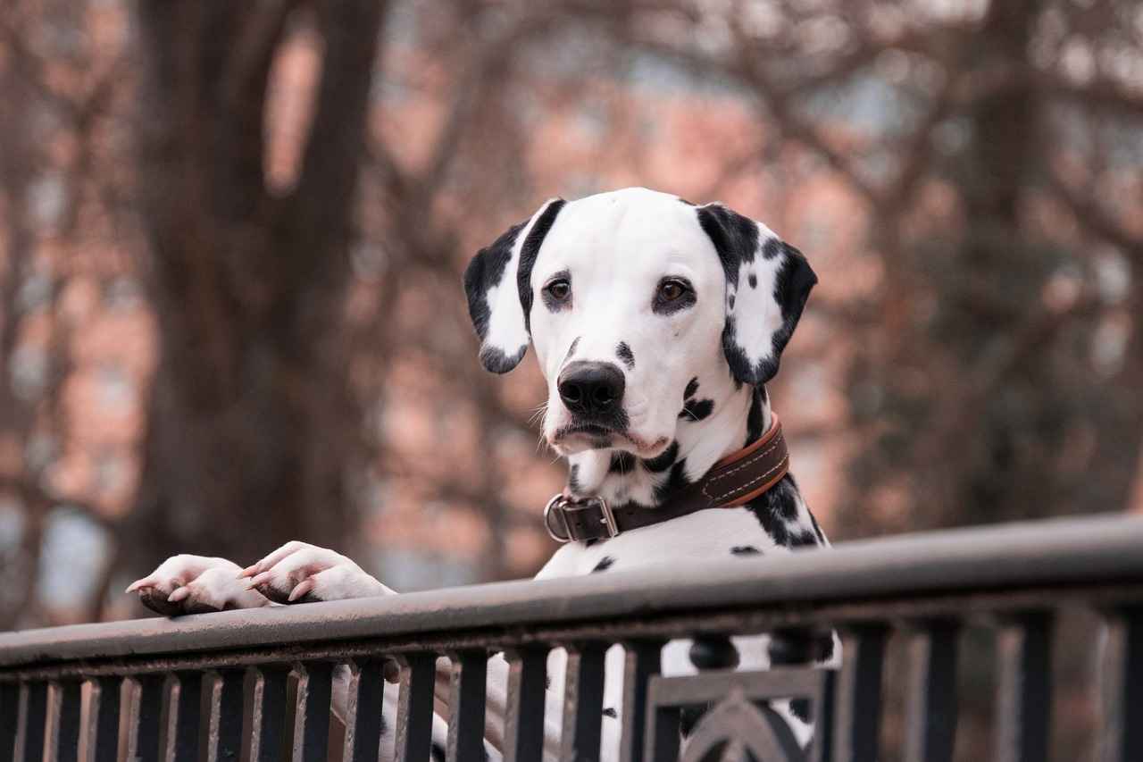 Menilik Perlengkapan Anjing, Sebagai Bentuk Kasih Sayang