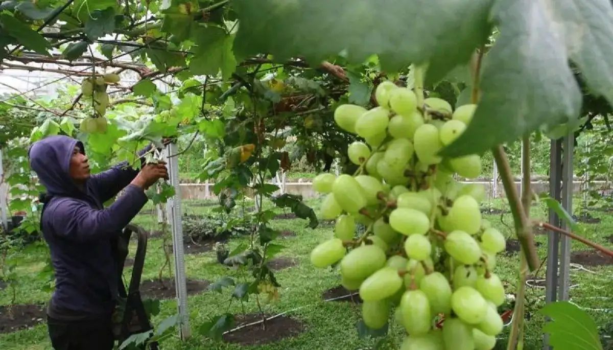 Bapanas: Anggur Impor Wajib Beri Keterangan 'Cuci Sebelum Dikonsumsi ...