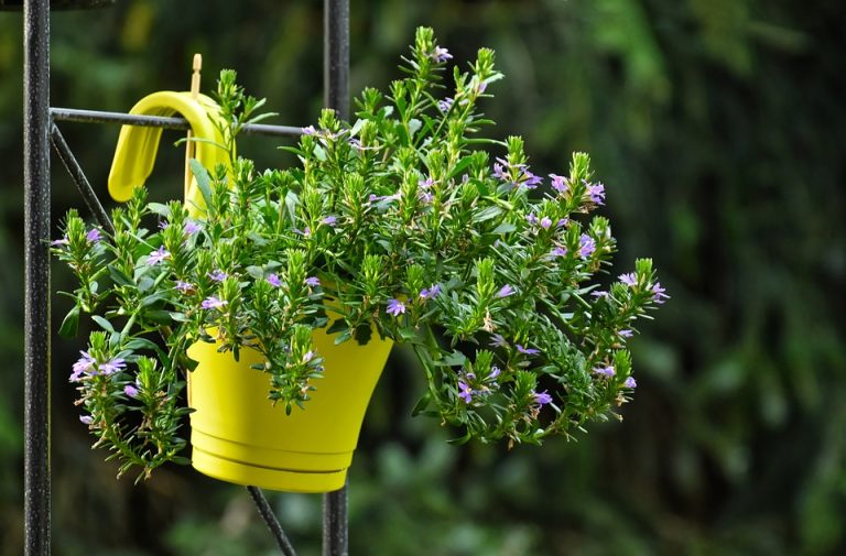 Cara Mudah Menanam Bunga dalam Pot, Bikin Ruangan Cantik! - Teropong Media