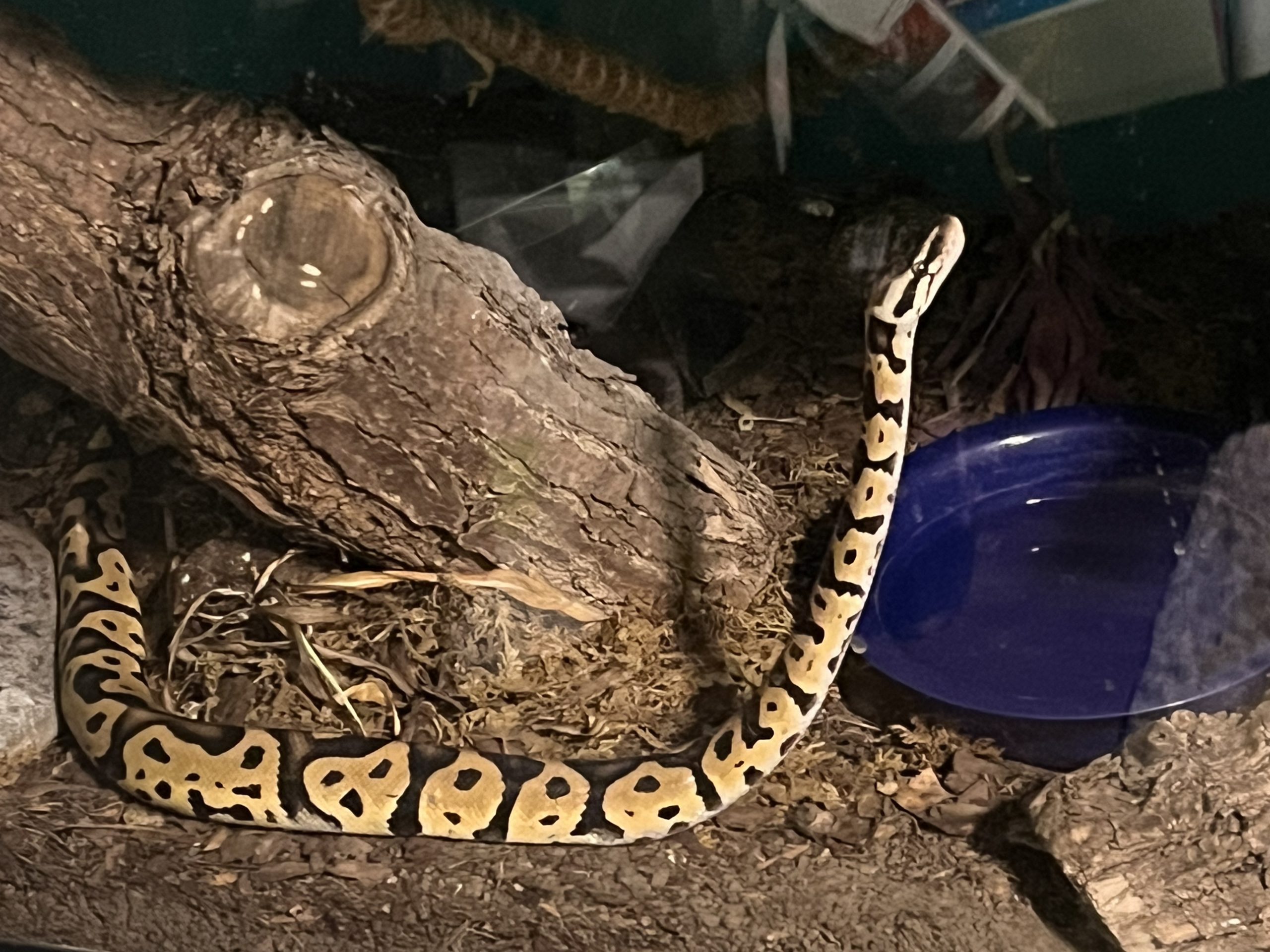 Stargazing pada Ball Python, Tanda Bahaya yang Menyiksa! - Teropong Media