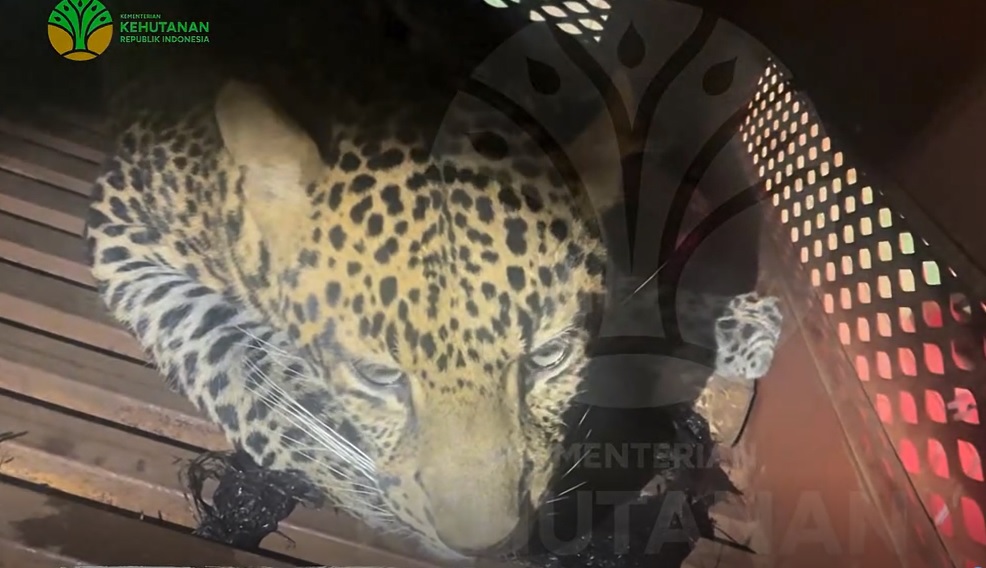 Kondisi Terkini Macan Tutul Masuk Hotel, di PPS Cikanagara Sukabumi